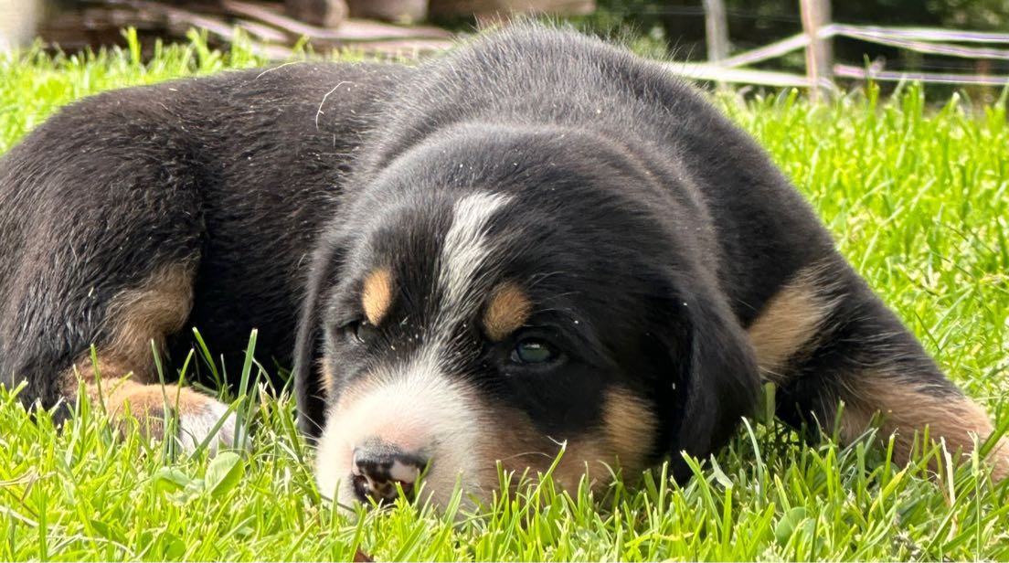 veliki švicarski planinski pas