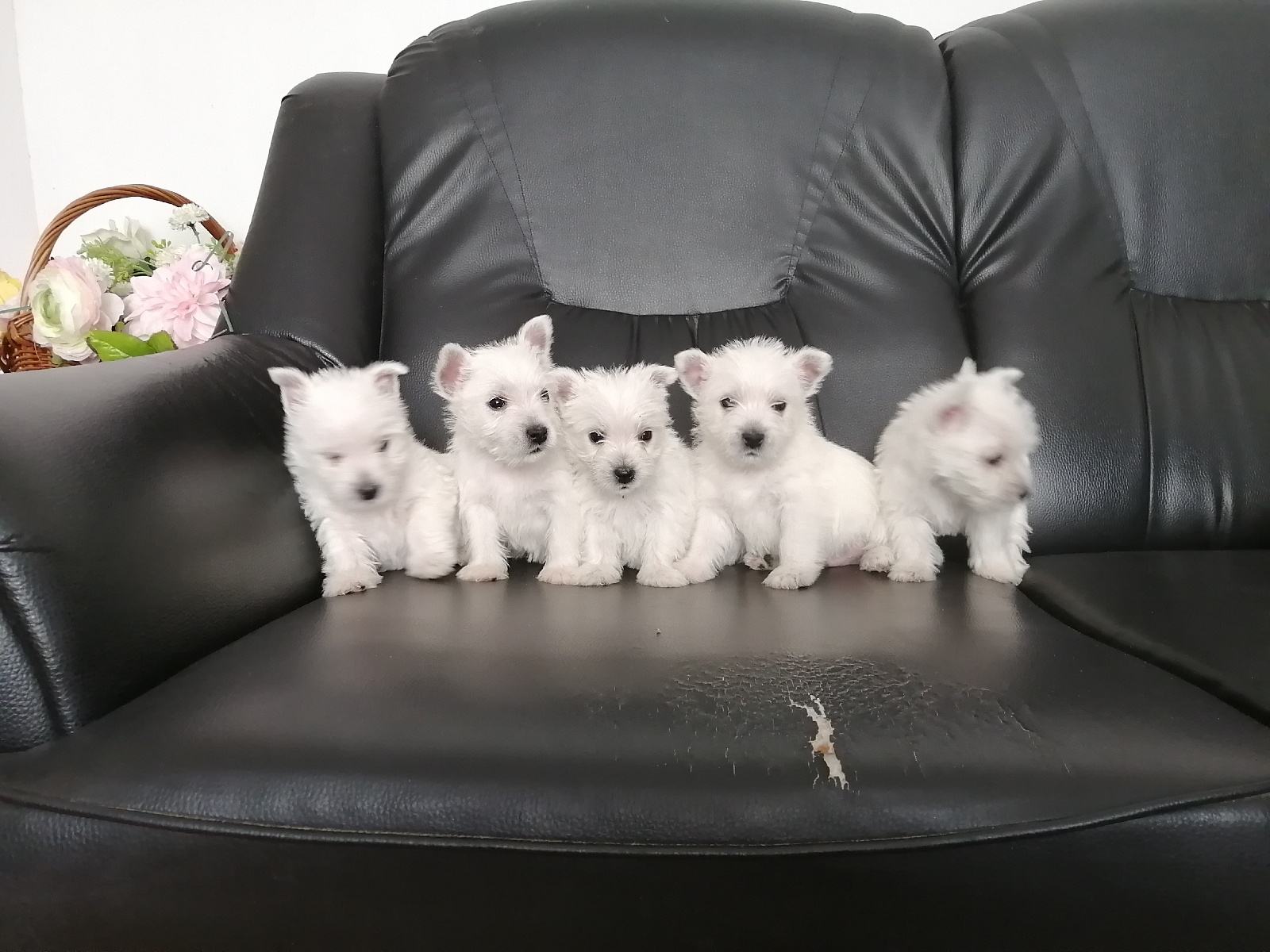 Westi stenci-zapado skotski bijeli terijer