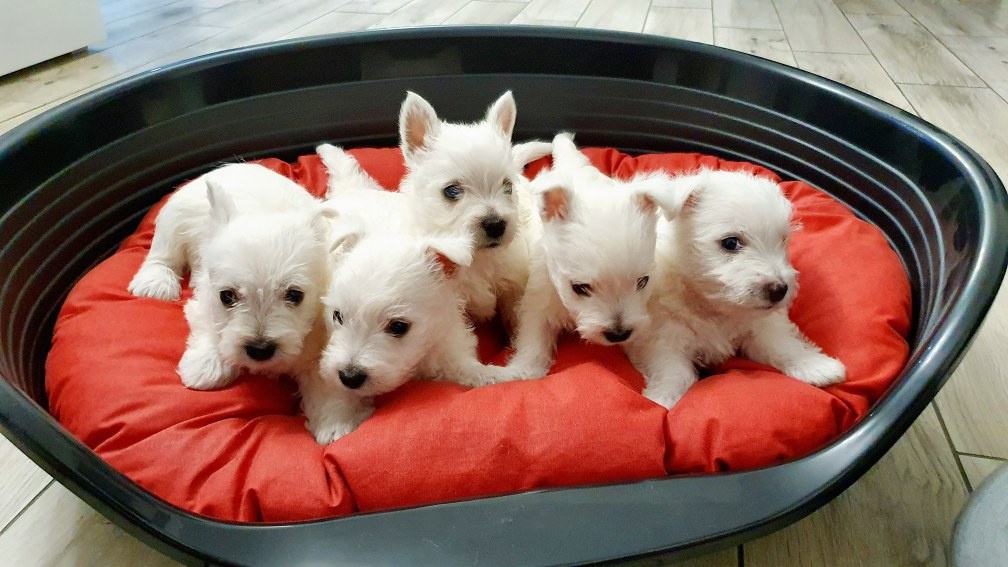 Westy terijer štenci