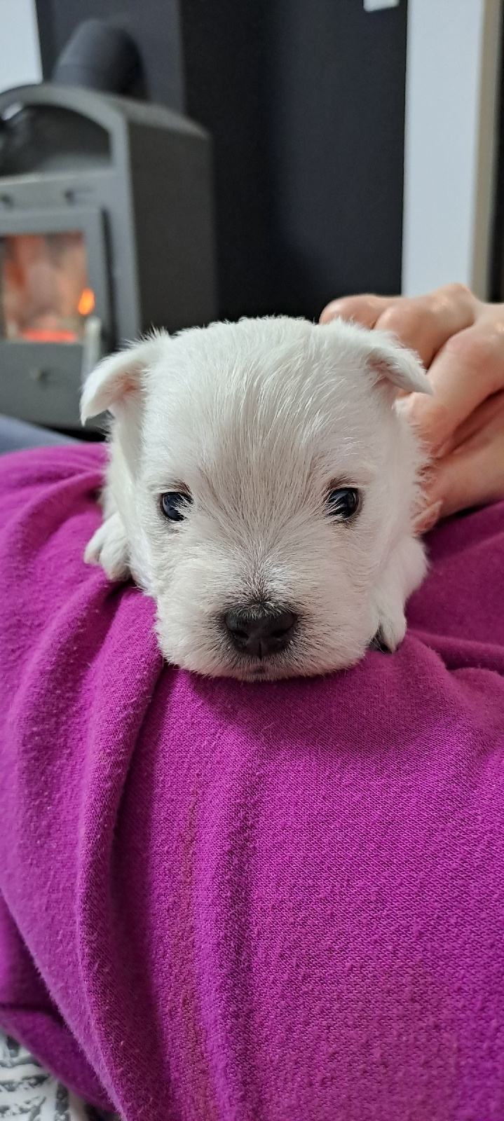 Westy štenci - plaćanje karticama na rate