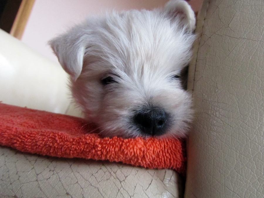 Westy štenci -Zapadno škotski bijeli terijeri