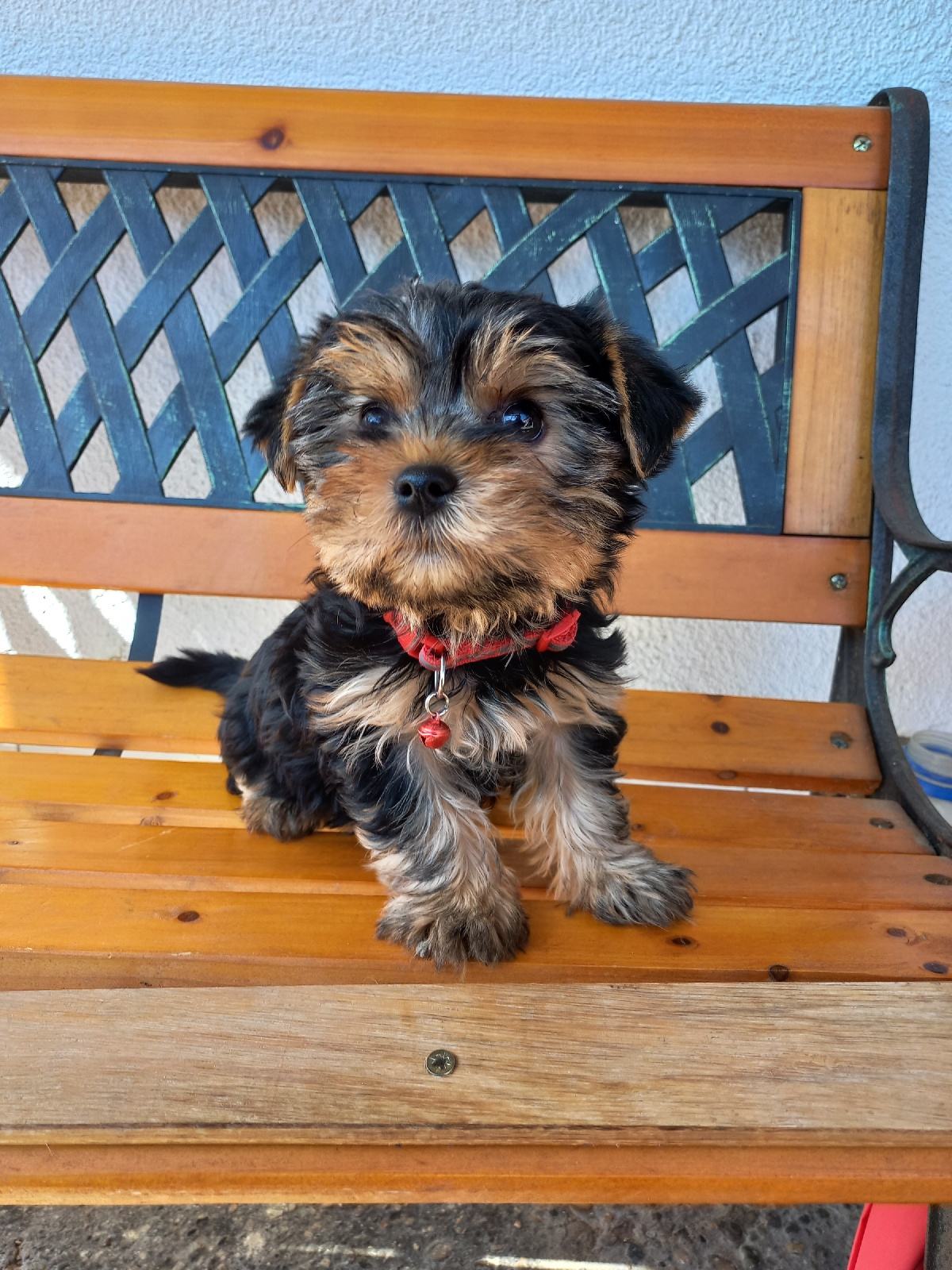 Yorkshire terijer yorki yorkshire terrier jokširski terijer stenci