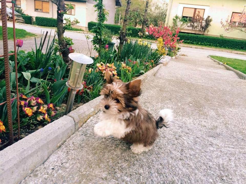 Yorkshire biewer extra mini terrier jorkširski jorki yorki