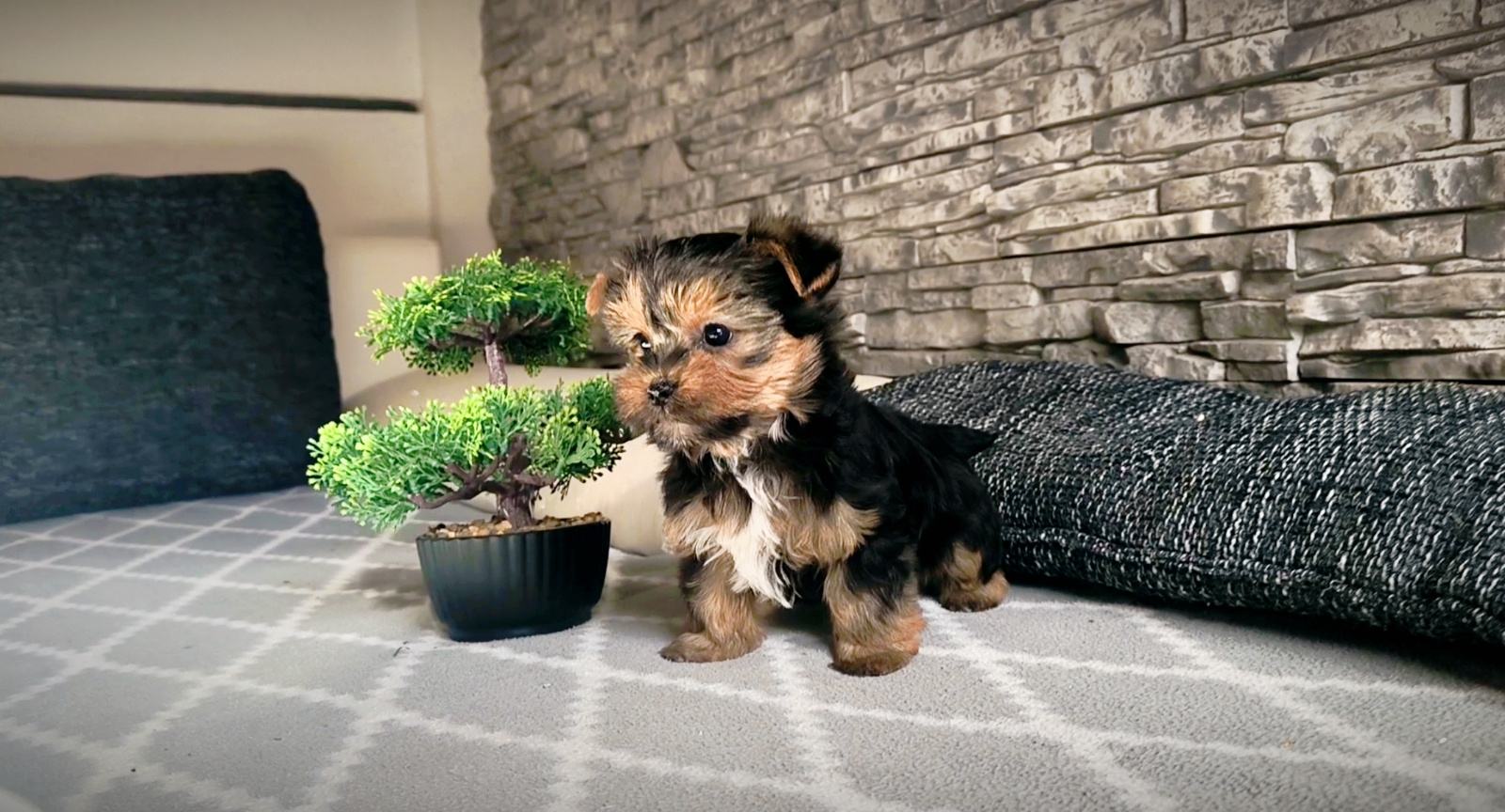 Yorkshire terrier, Jorkširski terijer, Jorki, Yorki-mini štenci