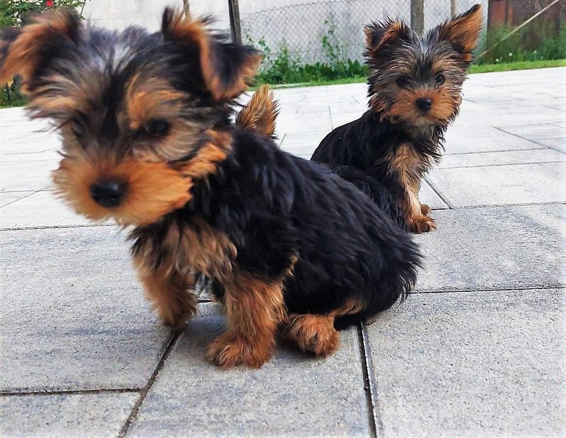 Yorkshire terrier, Jorkširski terijer