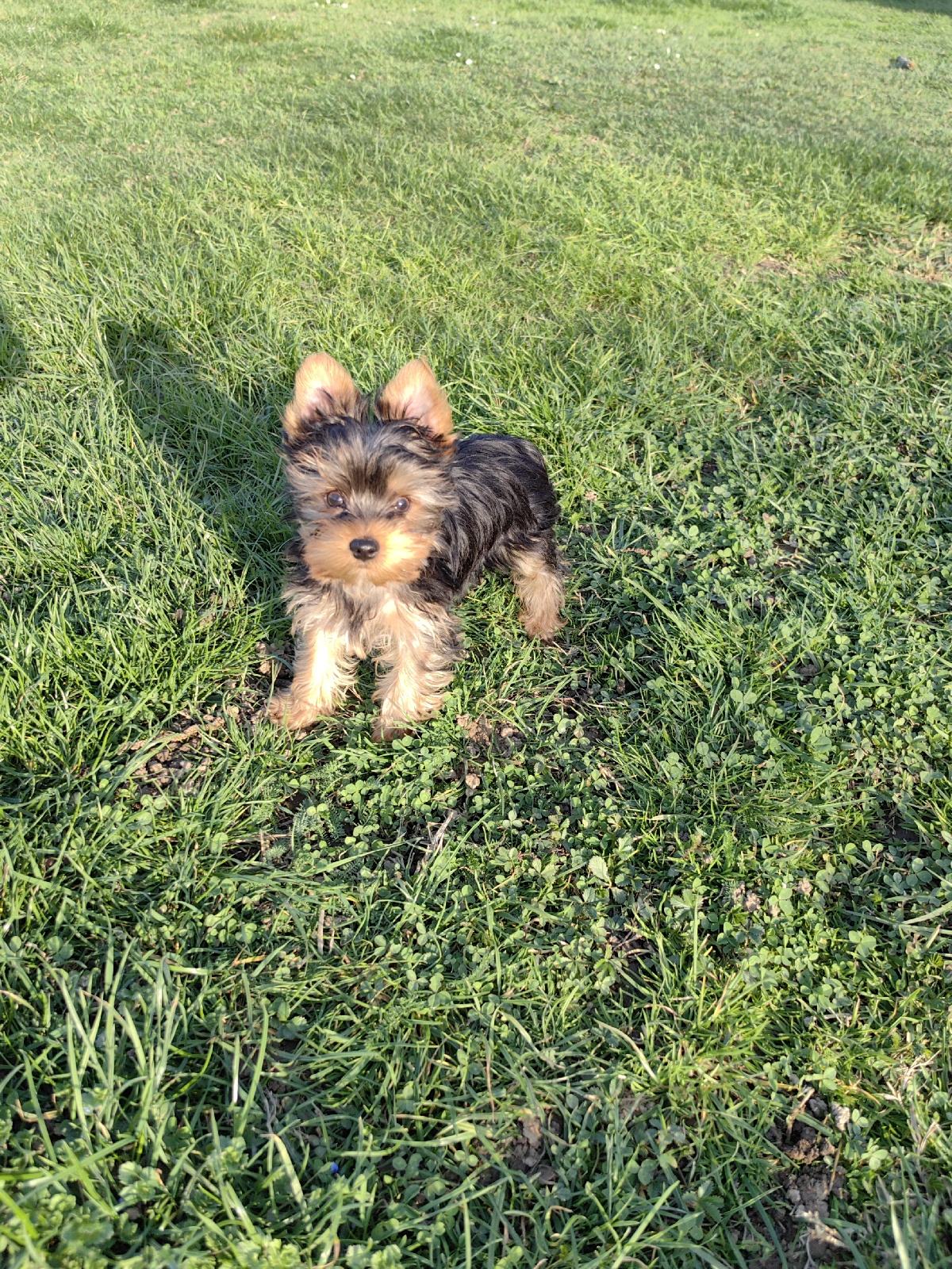 Jorkširski terijer- muško mini štene Yorkshire terrier,Yorki
