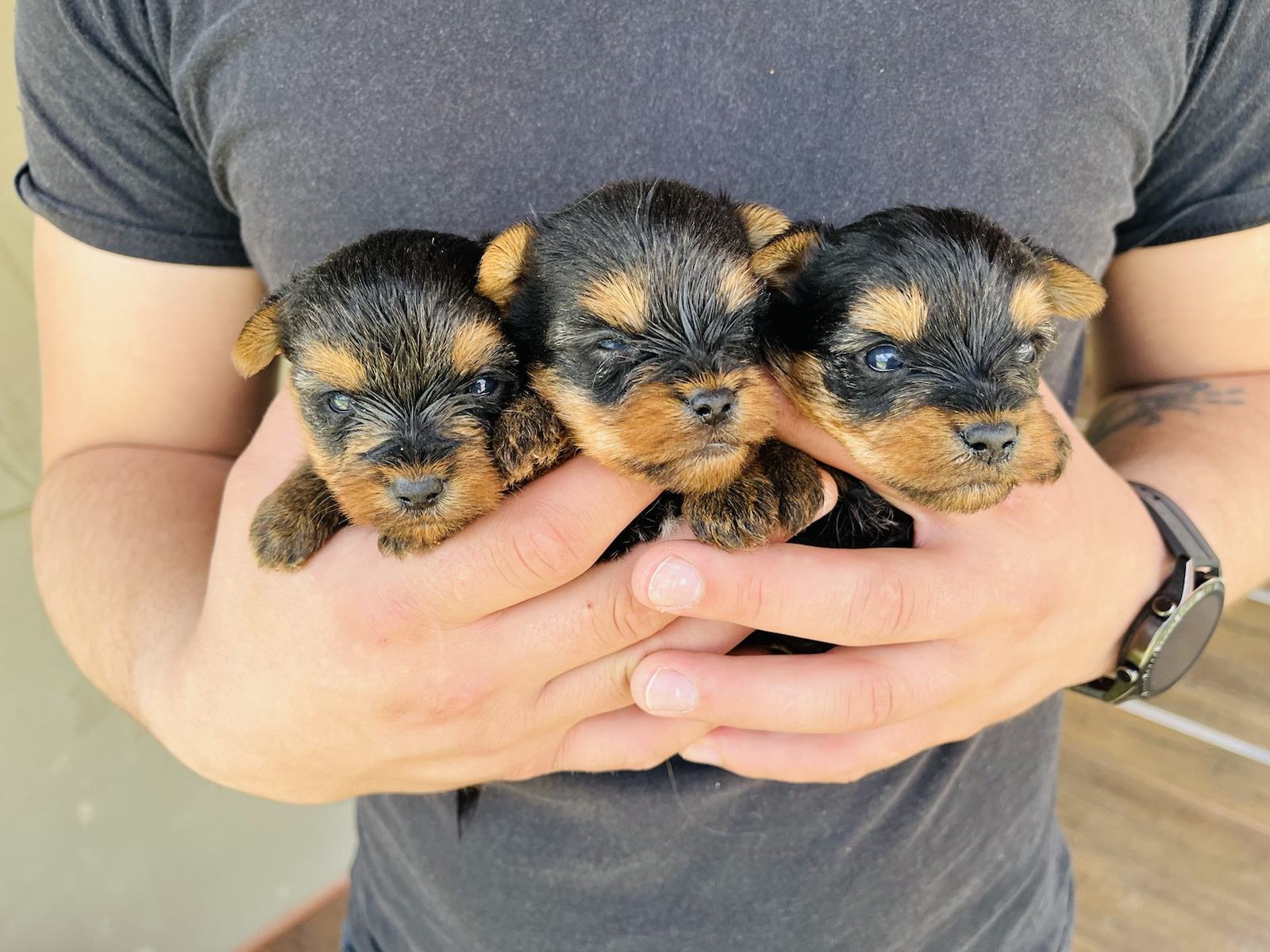 YORKSHIRE TERRIER mini, yorki, jorki, moguca dostava