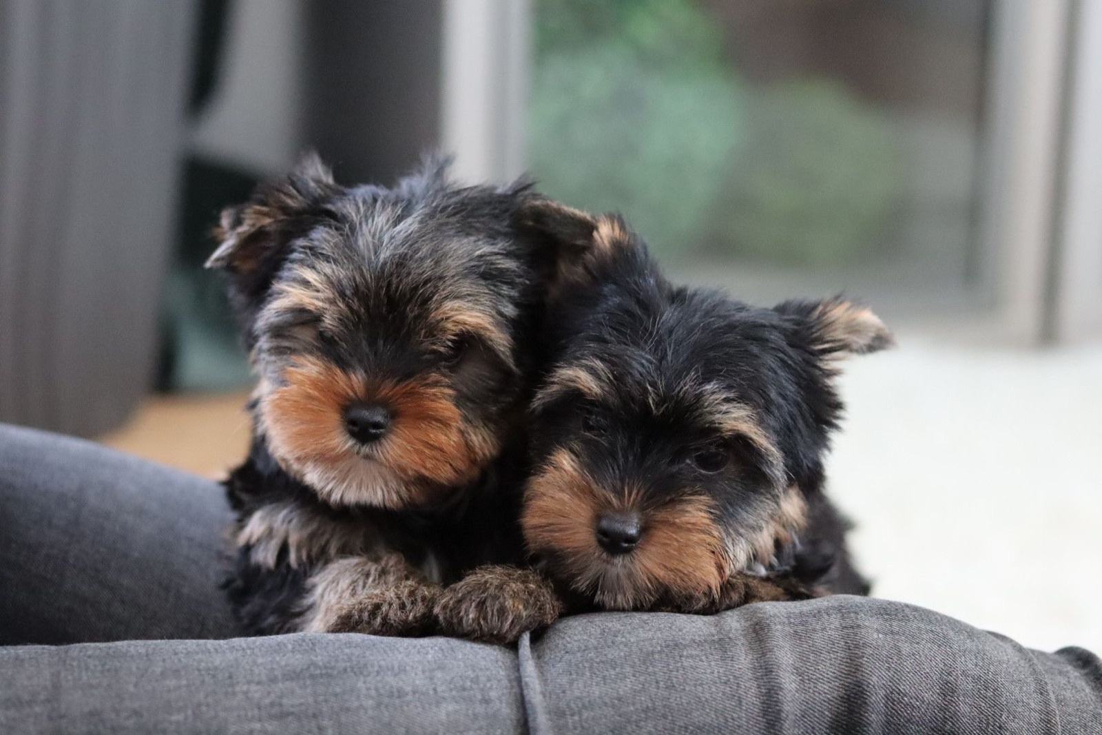 Yorkshire terrier,yorki, jorksir terier, jorki mini,