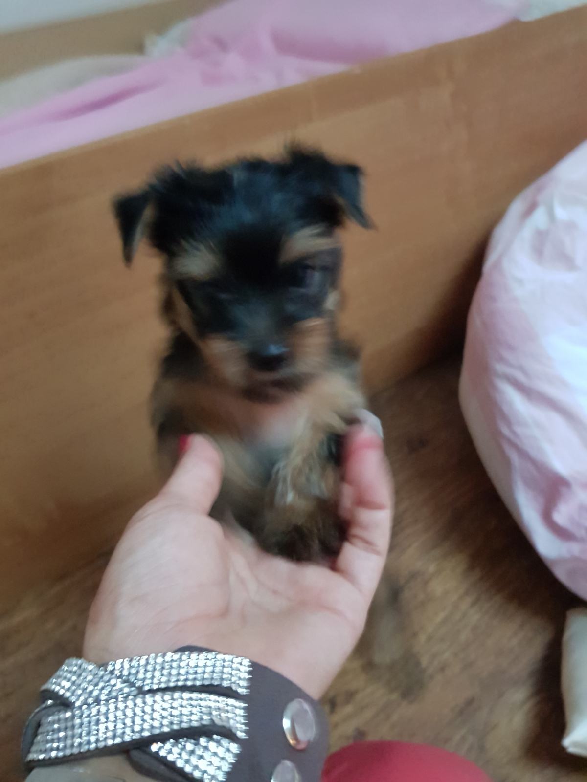 Yorkshirre terrier mini , Jorkširski terijer mini