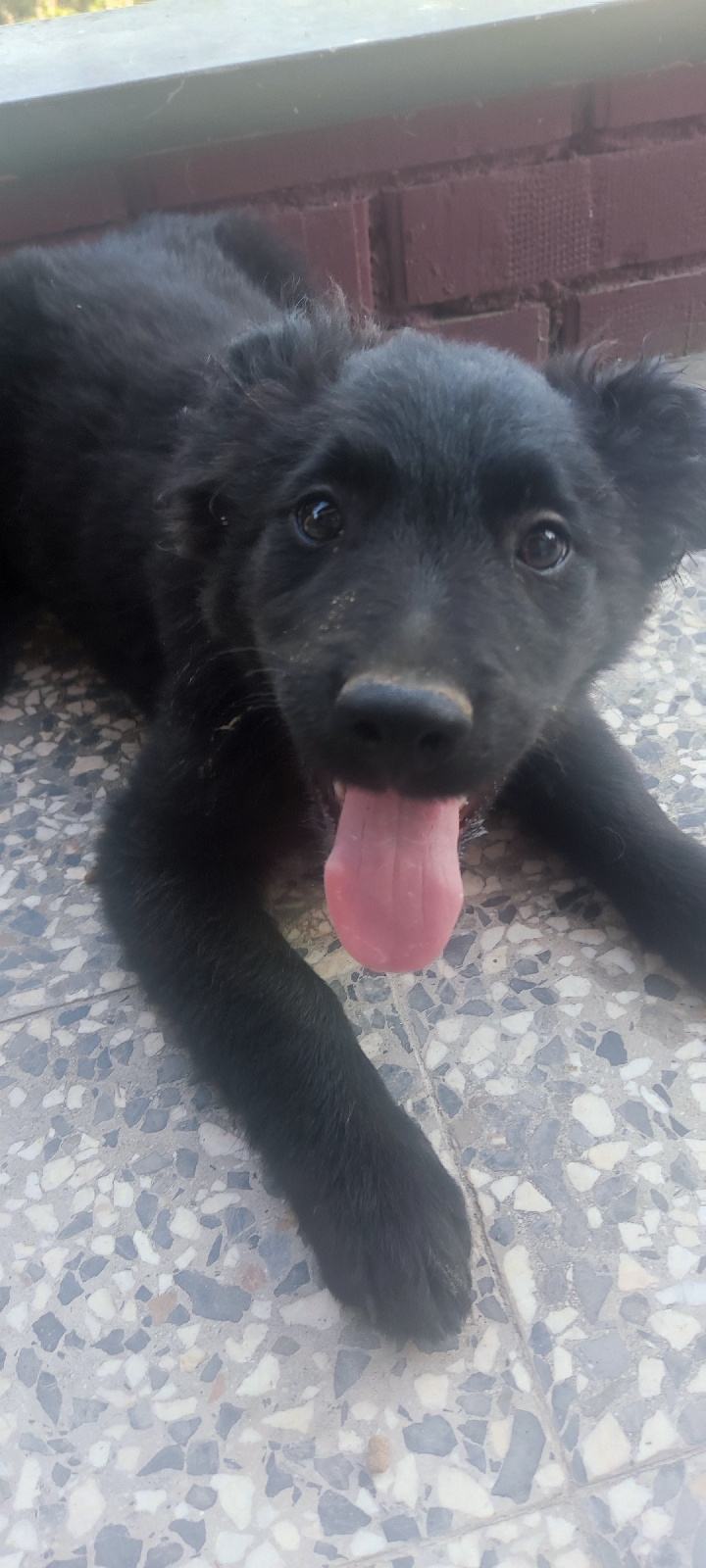 zenka hrvatskog ovcara stene