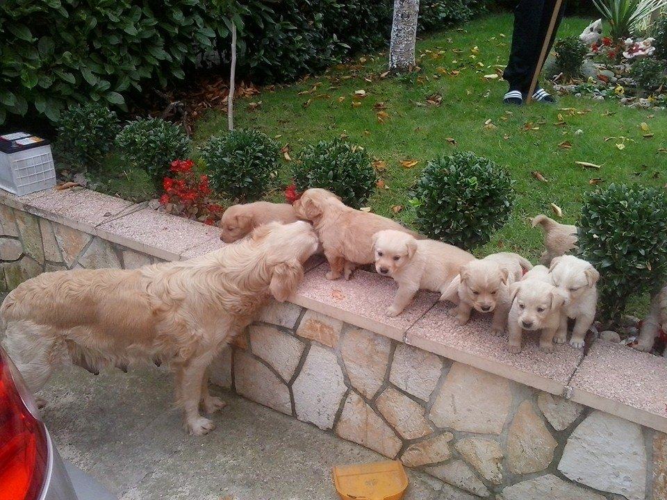 zlatni retriver-labrador štenci
