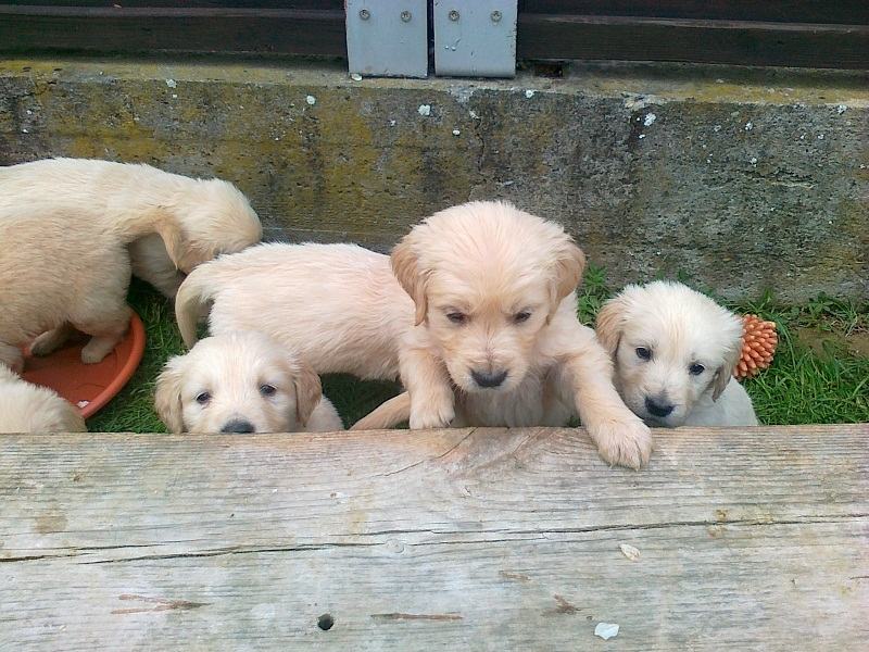 Zlatni retriveri prodaja
