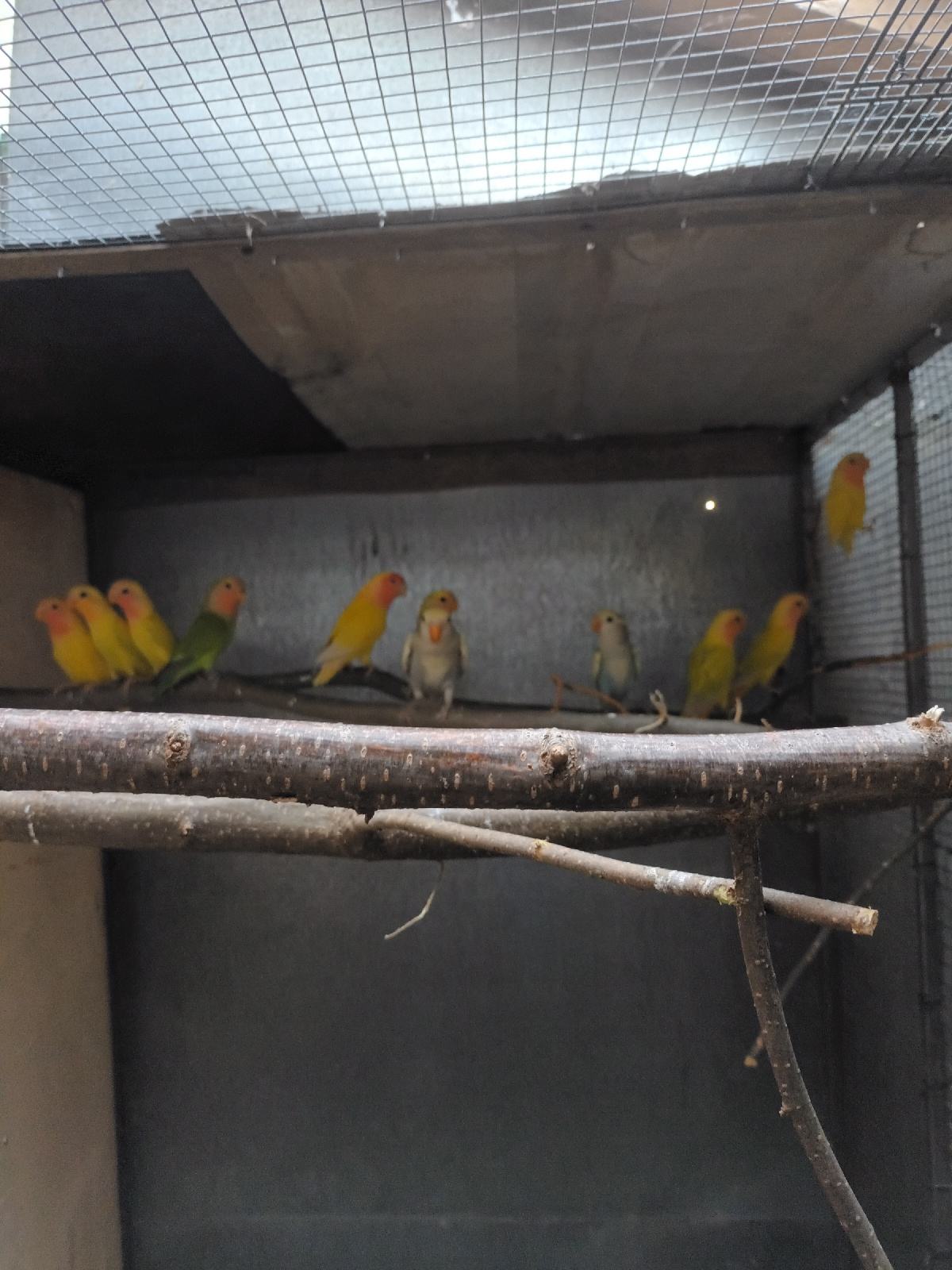 agapornis rozenkolis