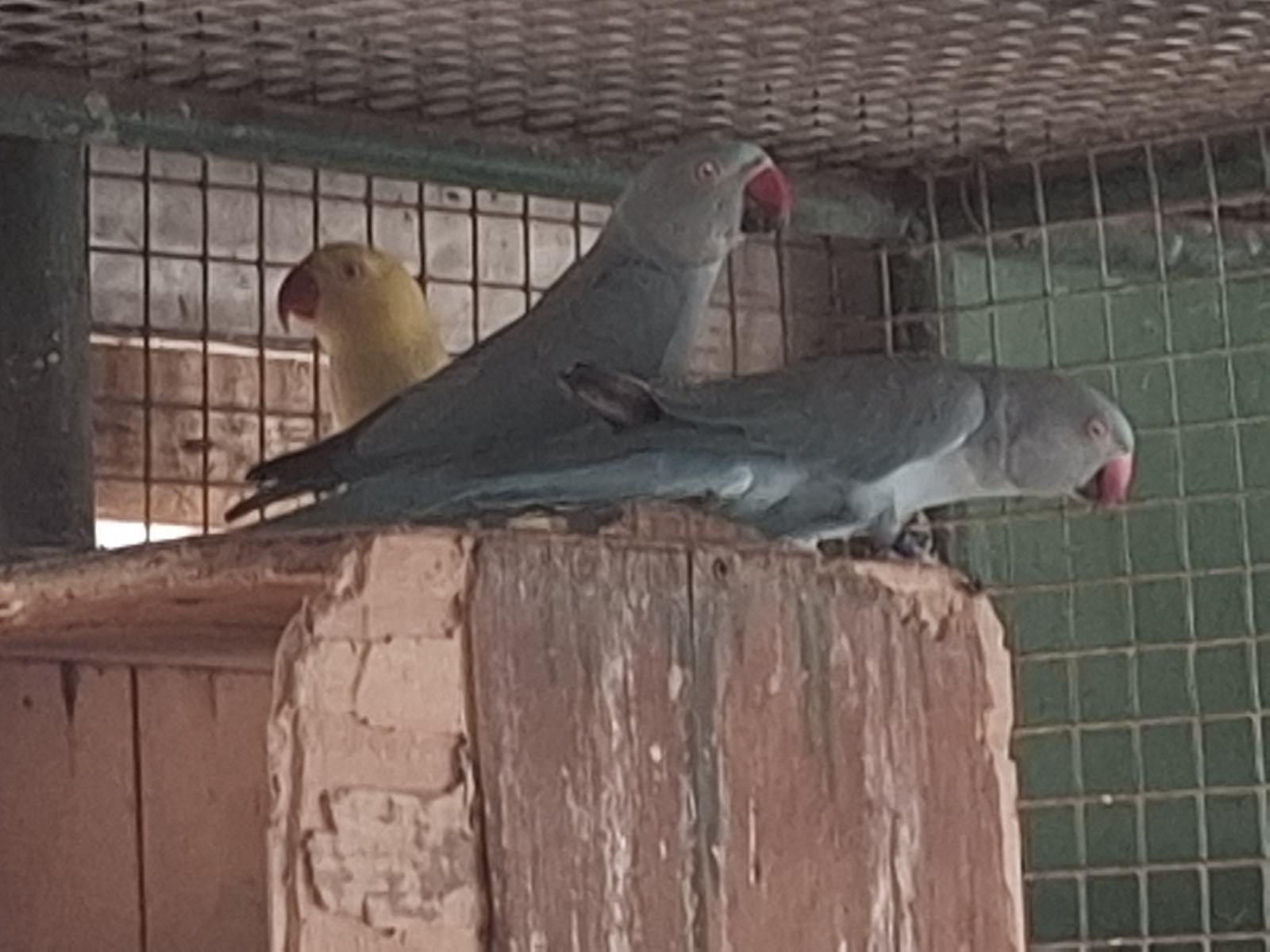 Aleksandri - prodajem papige