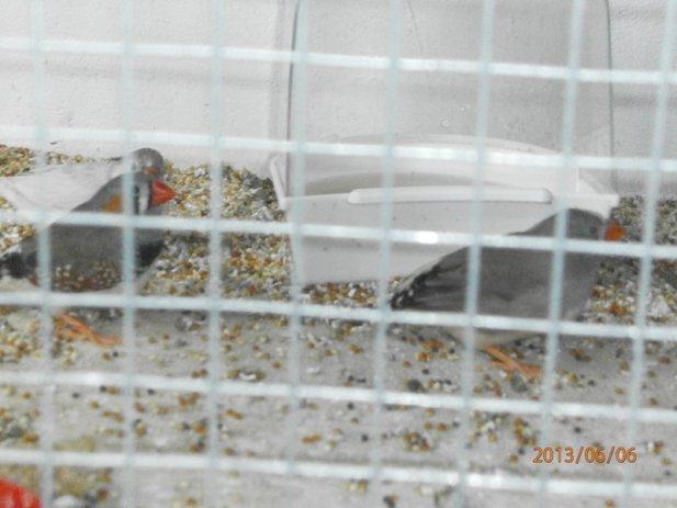 australske zebe radni par + mladi