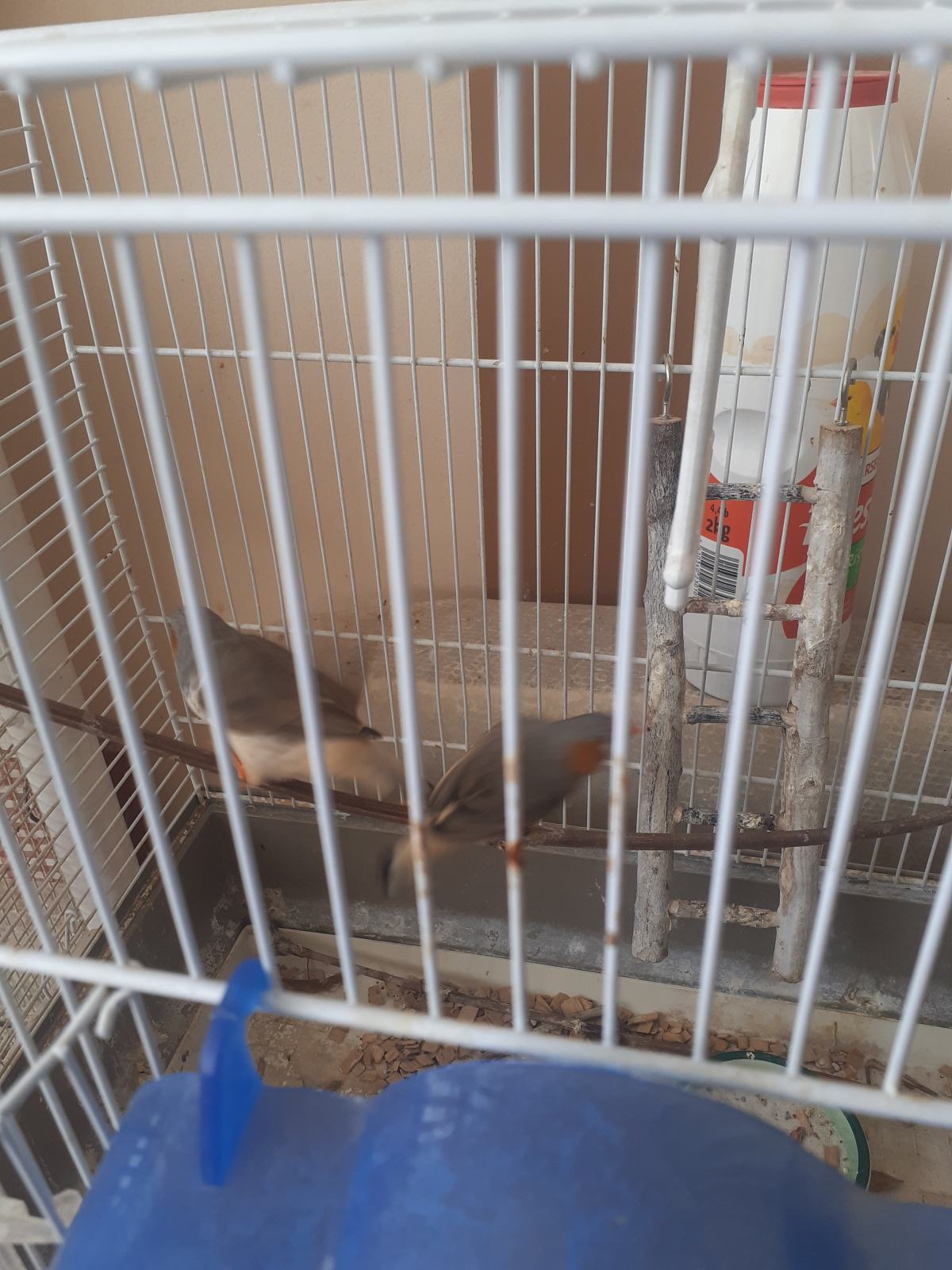 Australske zebe (zebice)