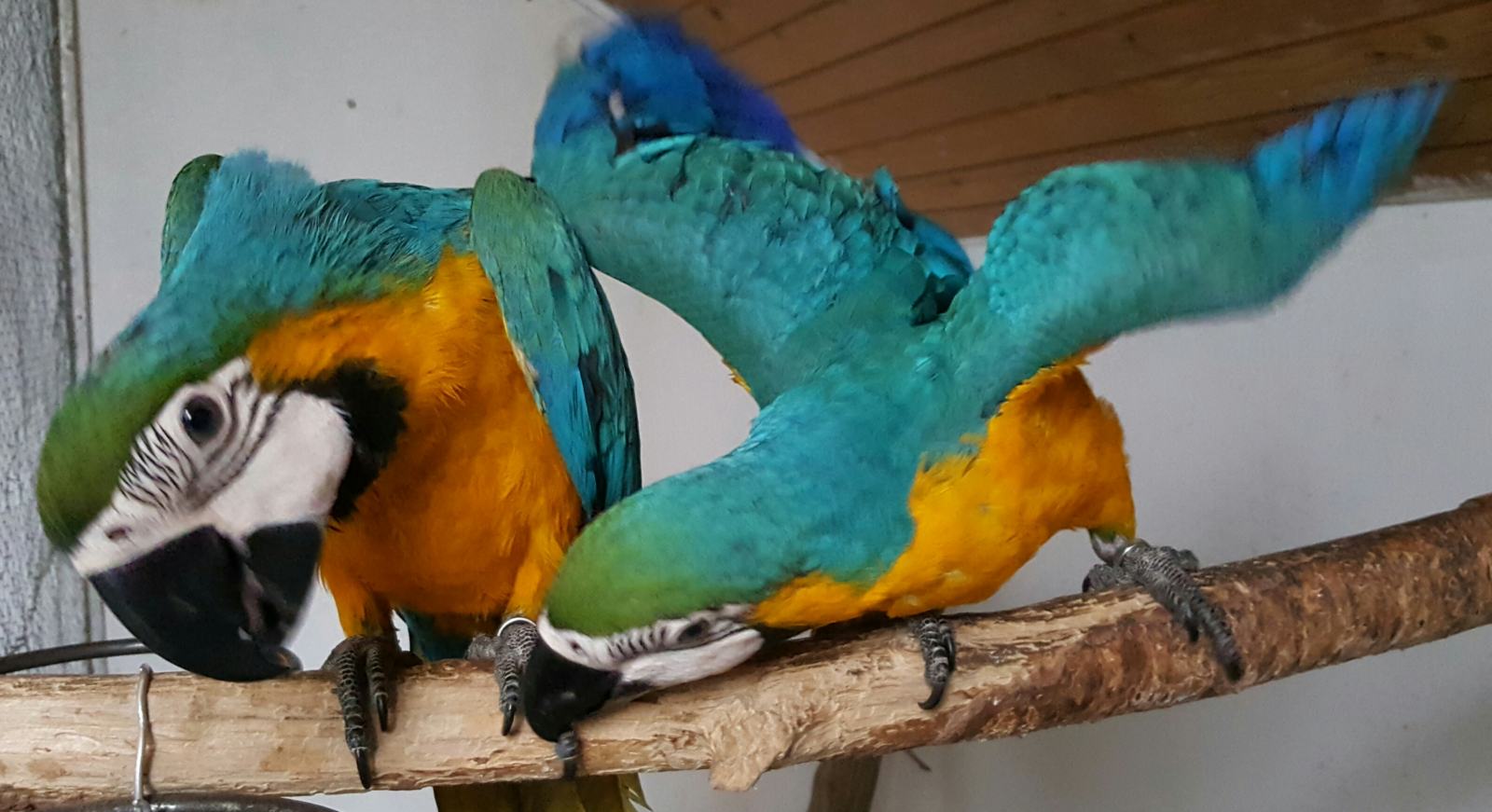 Ara ararauna bebe za ručno hranjenje