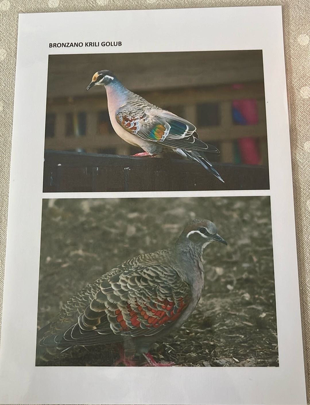 Bronzano krili golub