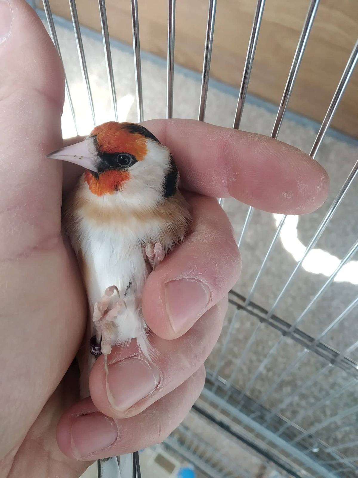 ČEŠLJUGAR MAJOR - Carduelis carduelis mayor