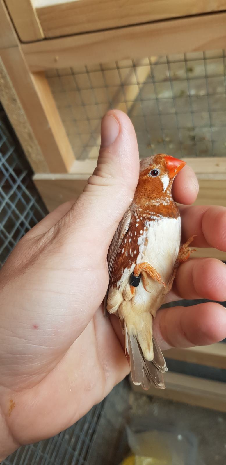 Crvene australske zebe