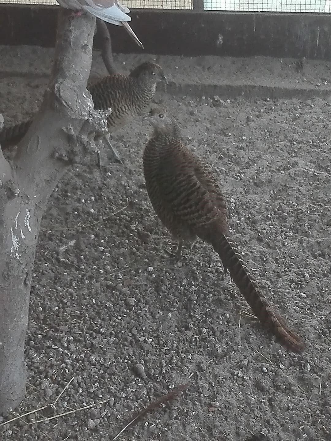 Dijamantni fazani ovogodišnji