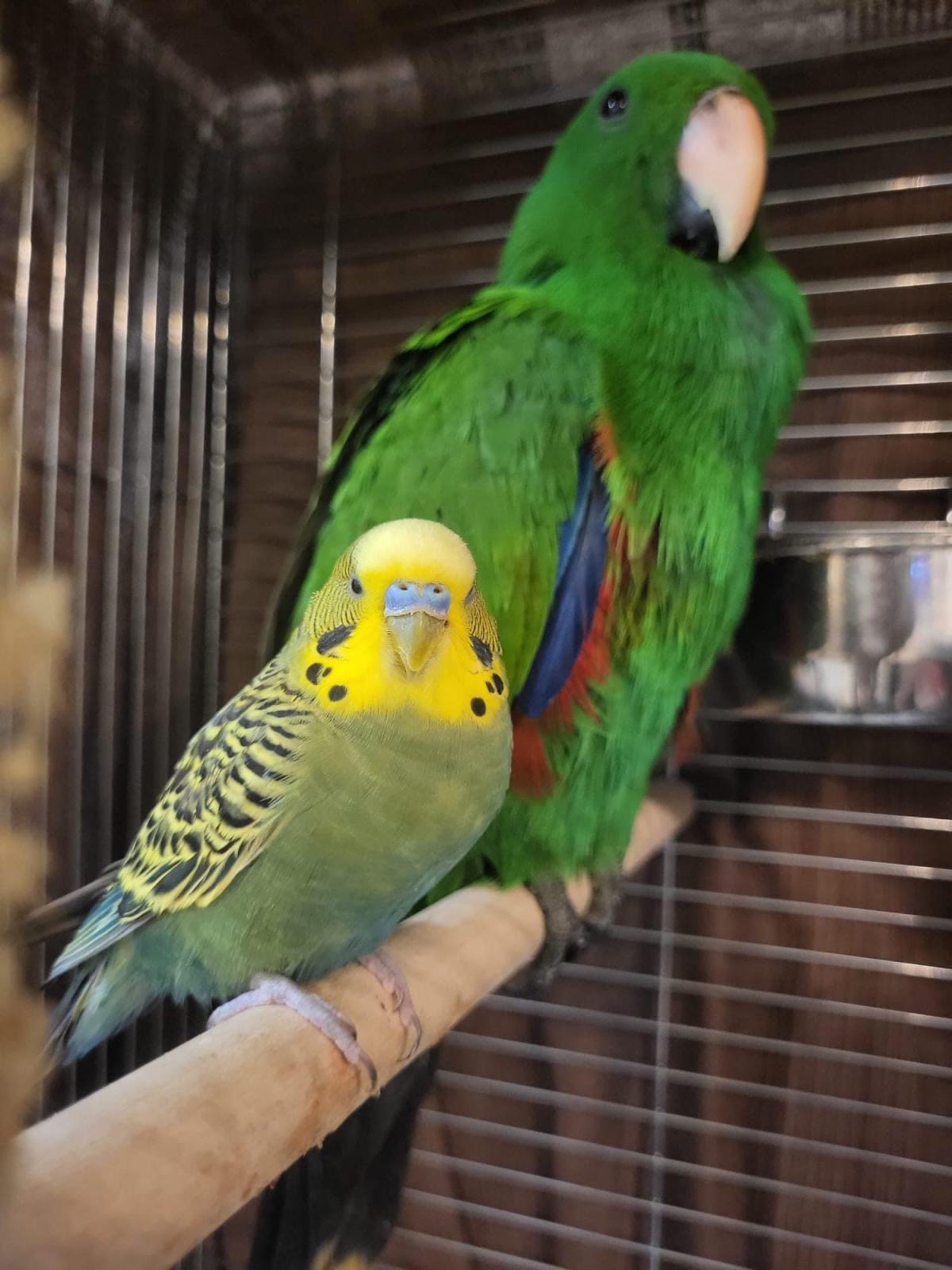 Edel eclectus papiga