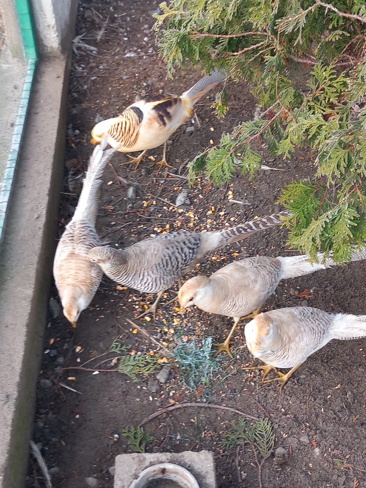 fazani dijamantni I platinasti