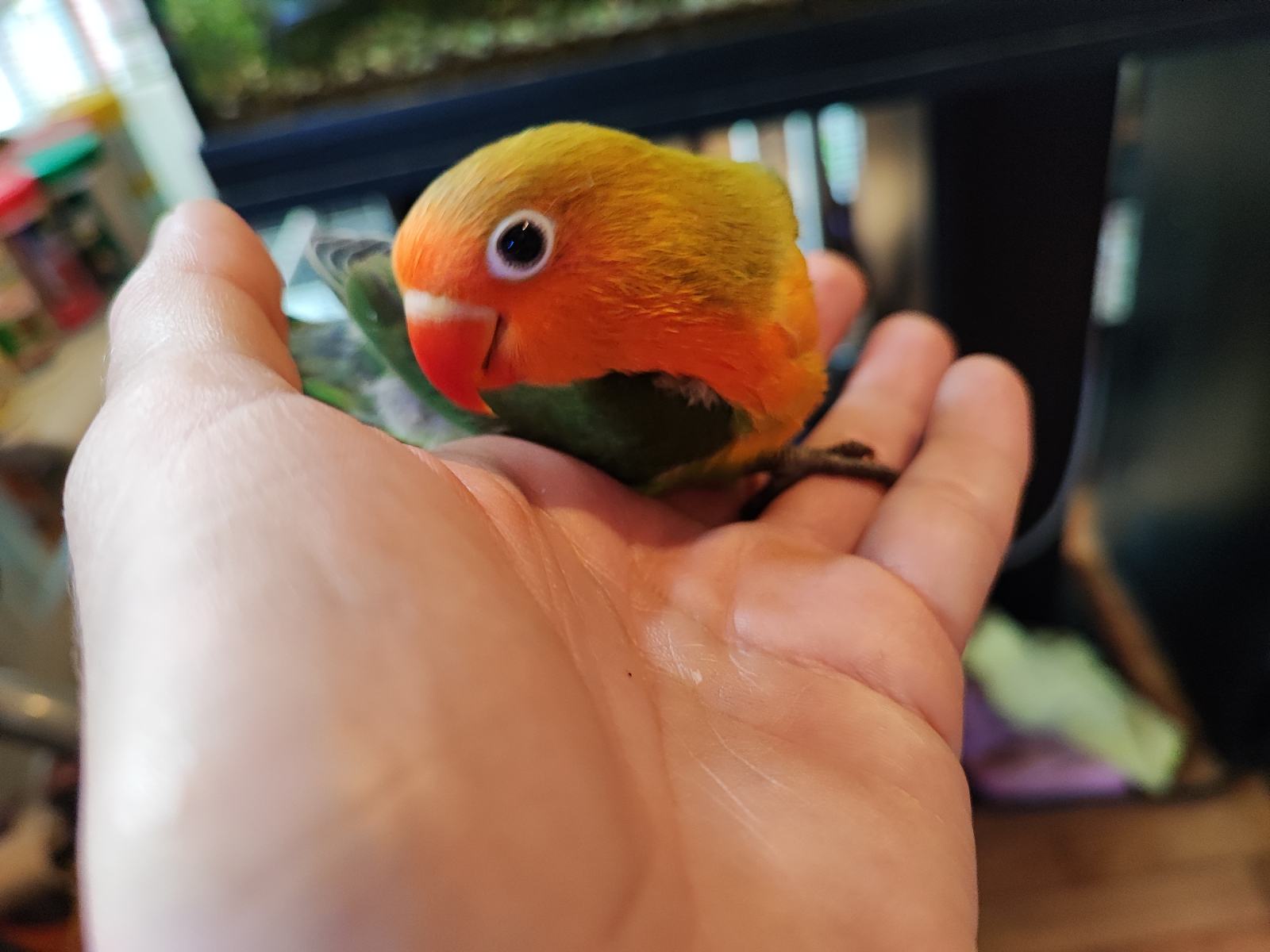 Fisher ljubavne papige