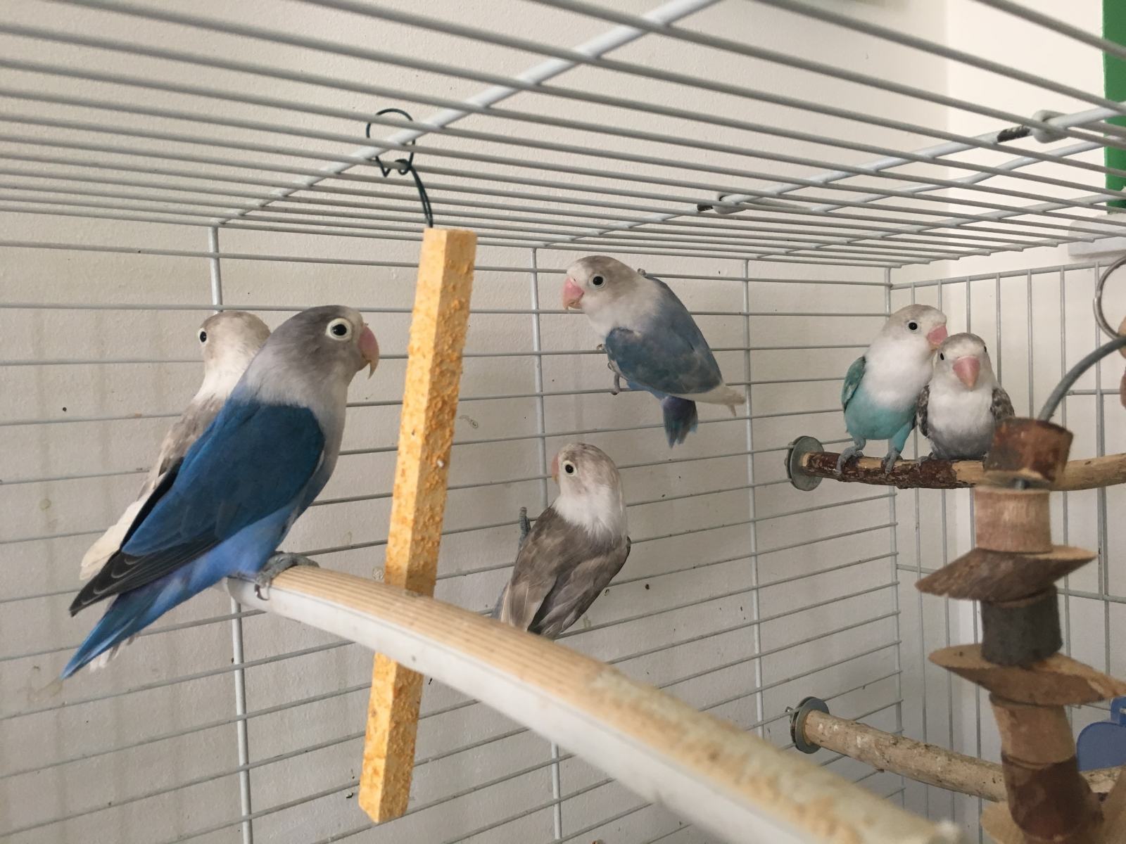 Fisher papige poklanjam