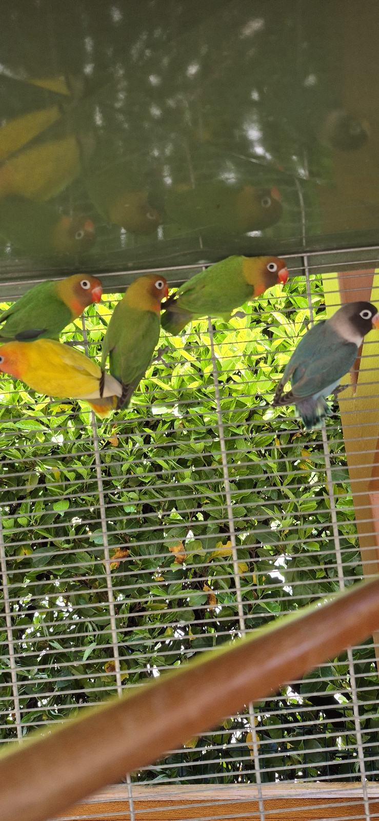 Fisheri, personate svakakvih boja