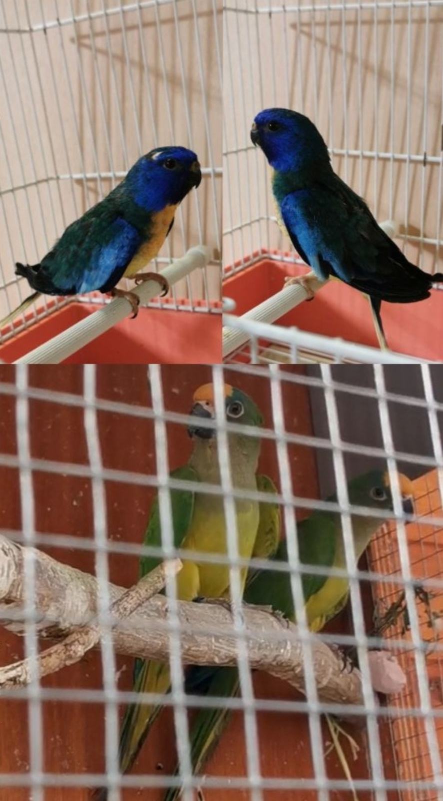 GLANC MUŽJAK I PAR ARATINGI