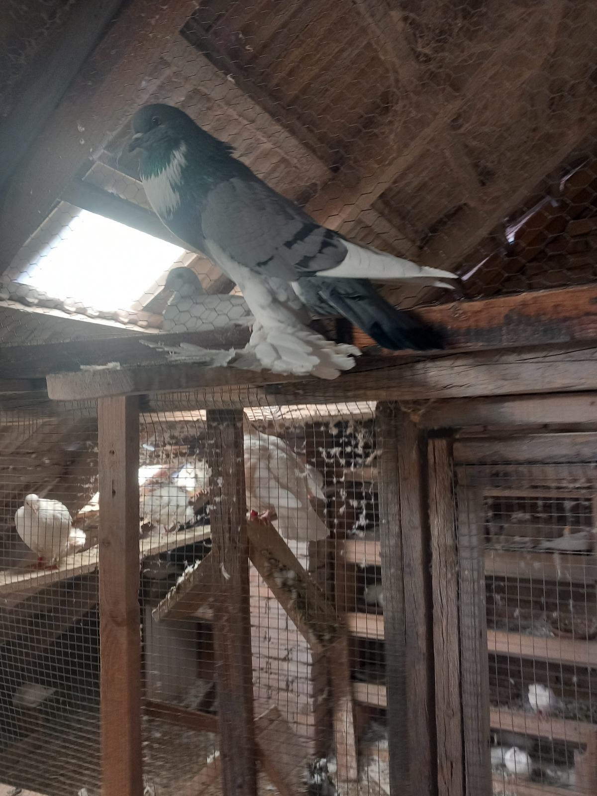 Golubovi pomeranski gusani