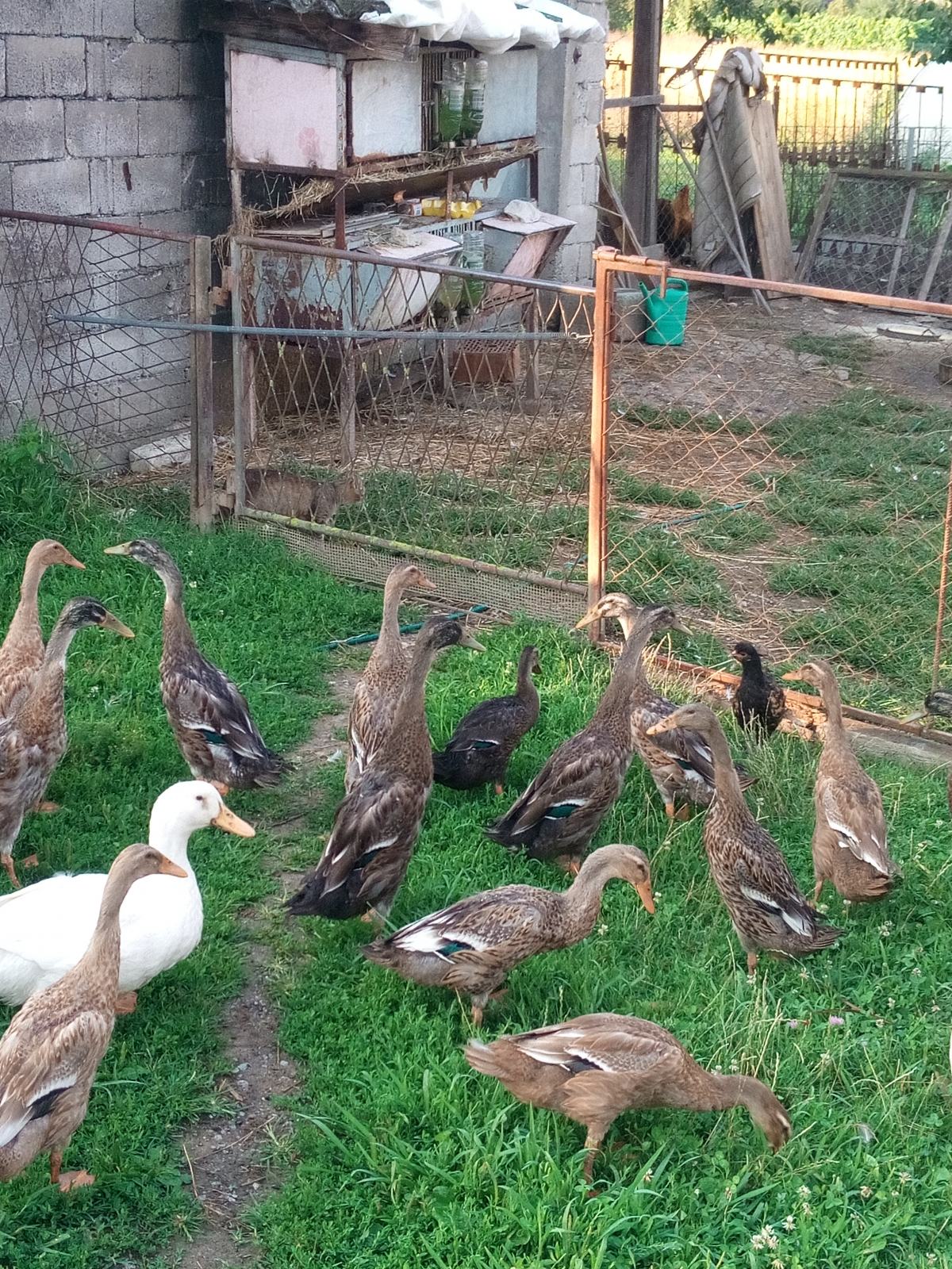 Indijske patke trkačice