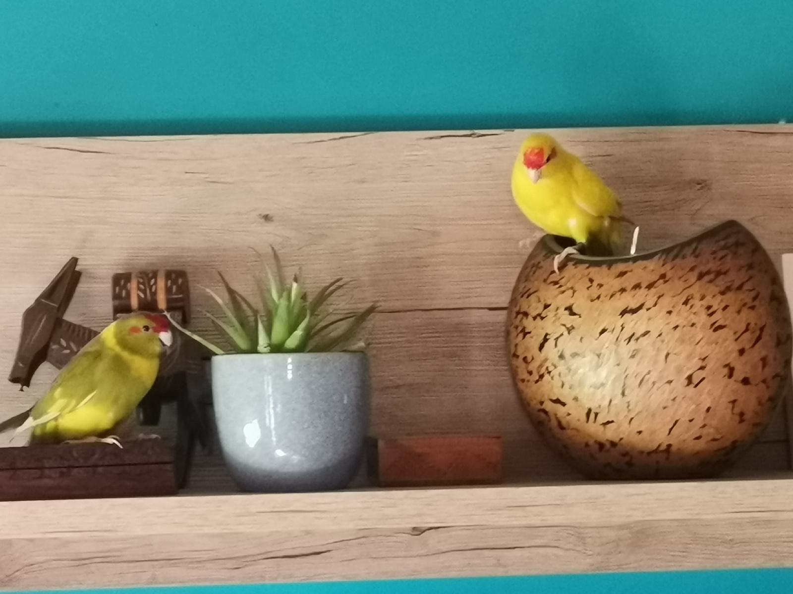 Kakariki (kozice) papige radni par