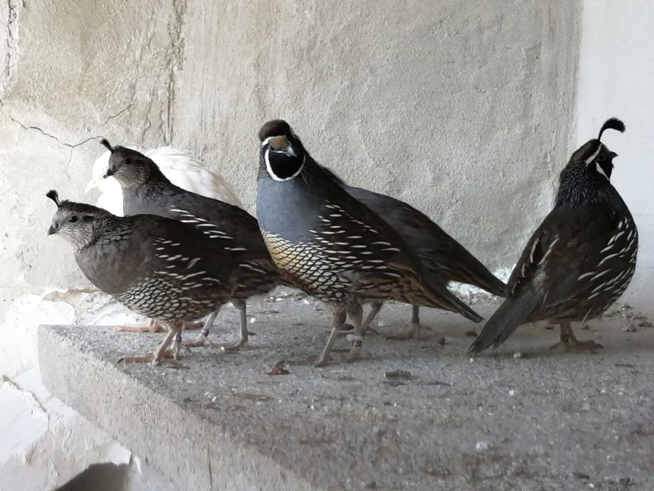 Kalifornijske prepelice