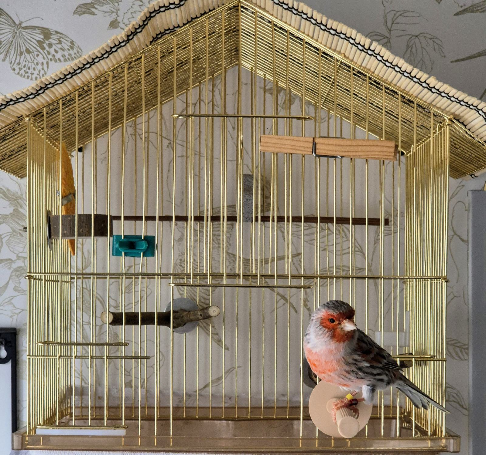 Kanarinac (mužjak) sa opremom