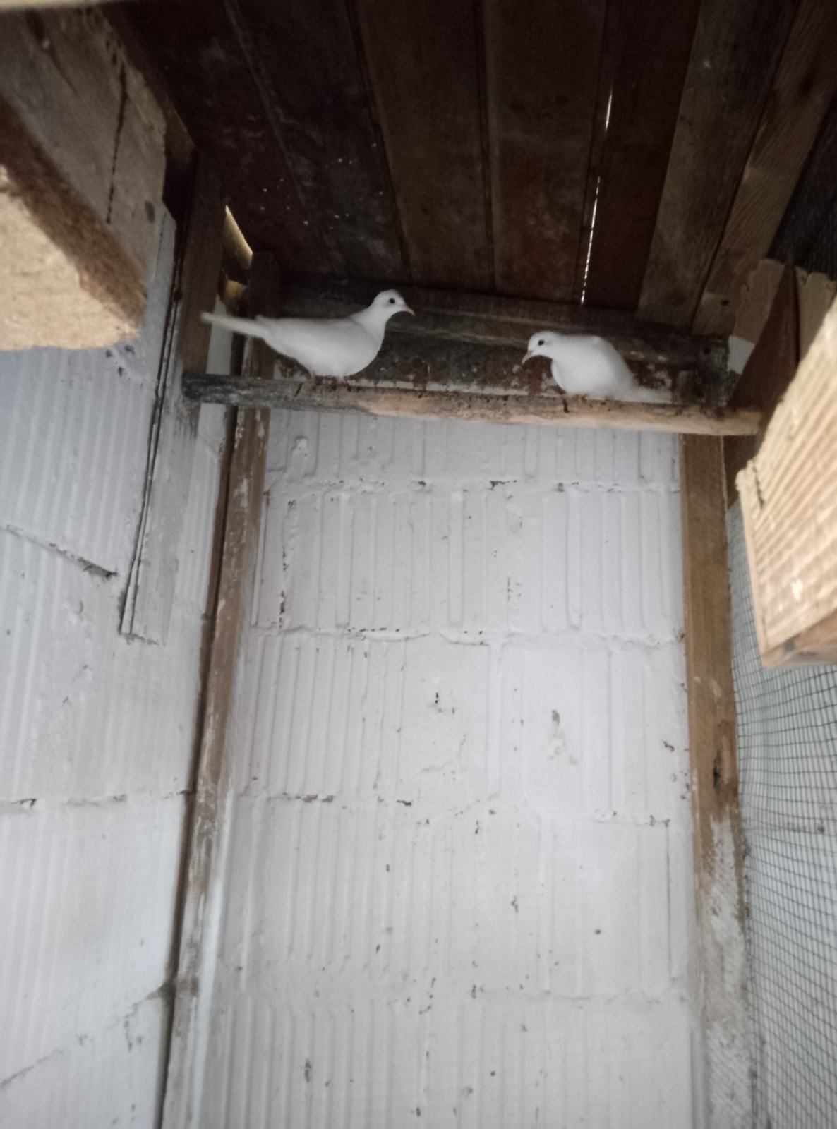 Par senegalski grlica