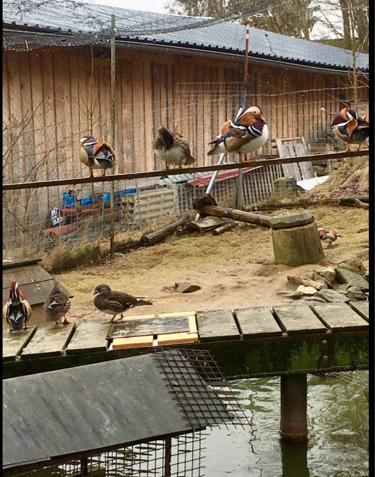 Mandarinke