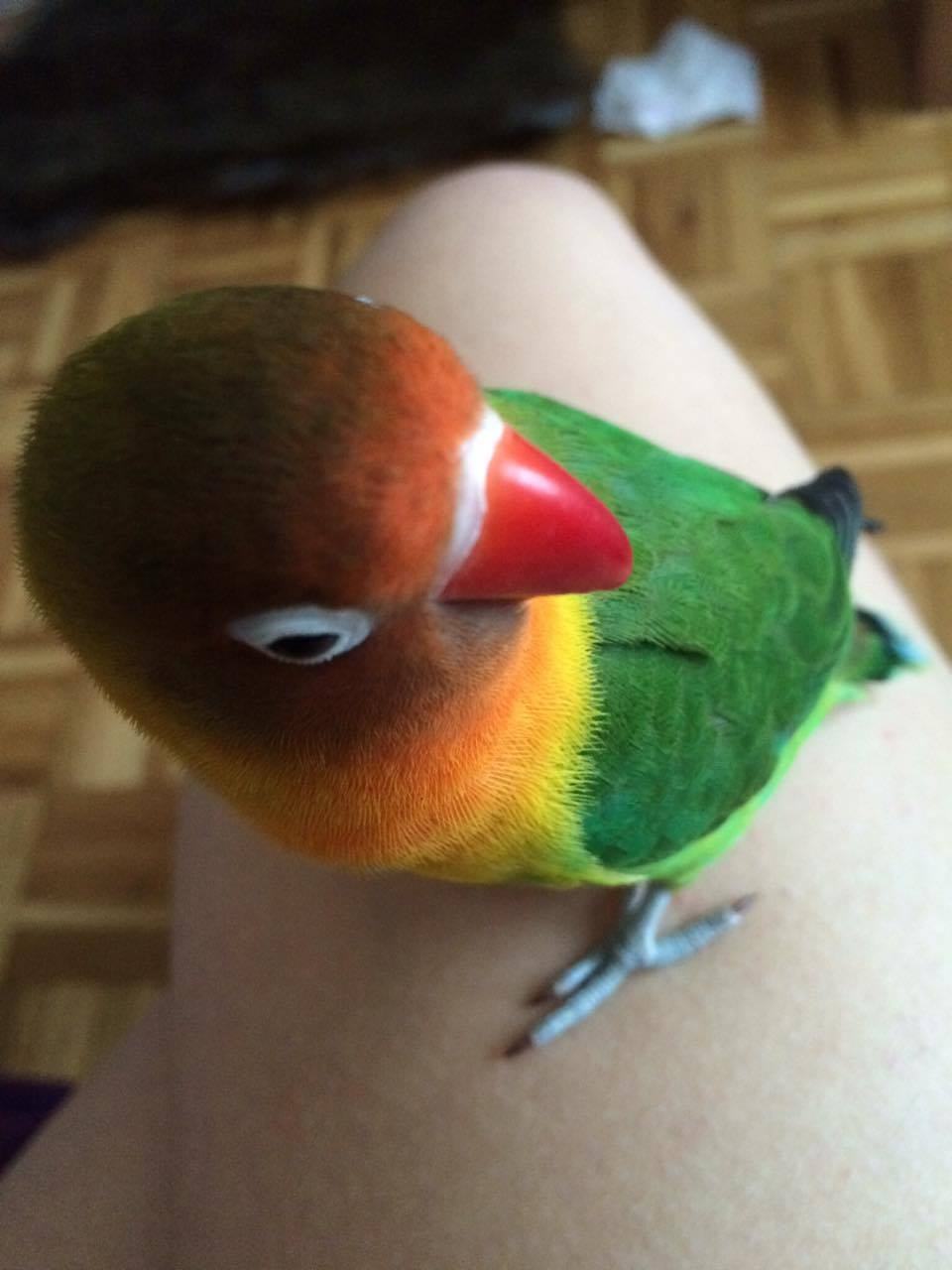 Mlada fisher papiga - ženka