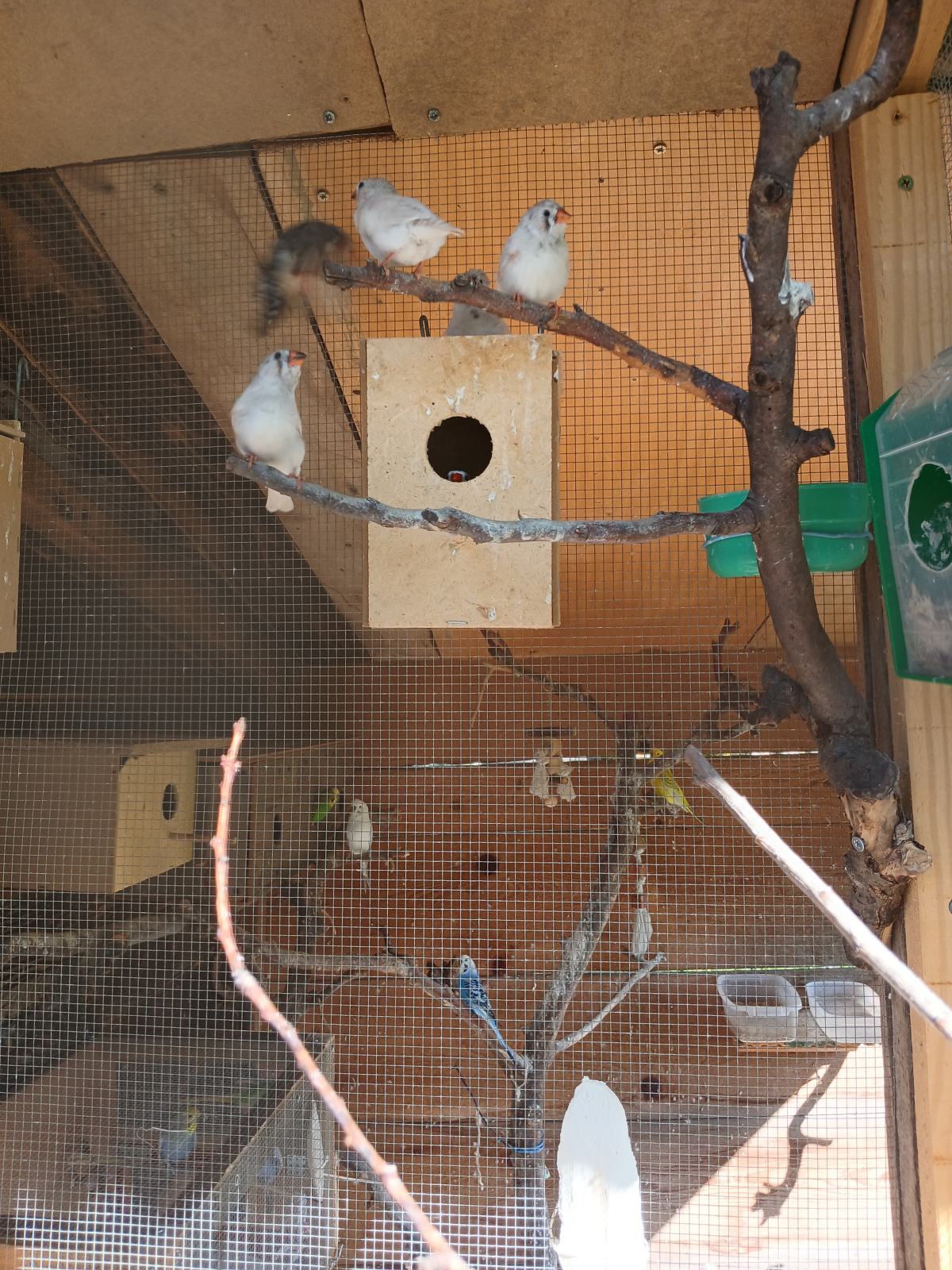 Mlade Australske zebe HITNO!!