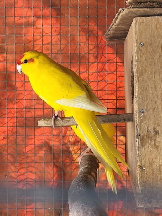 Mlade Kozice (Kakariki)