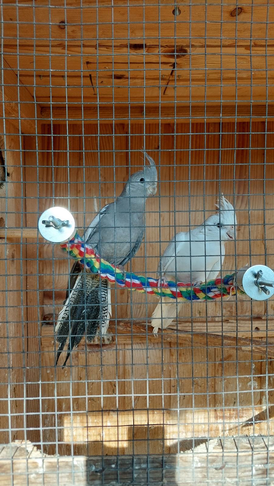 Mlade papigice nimfe