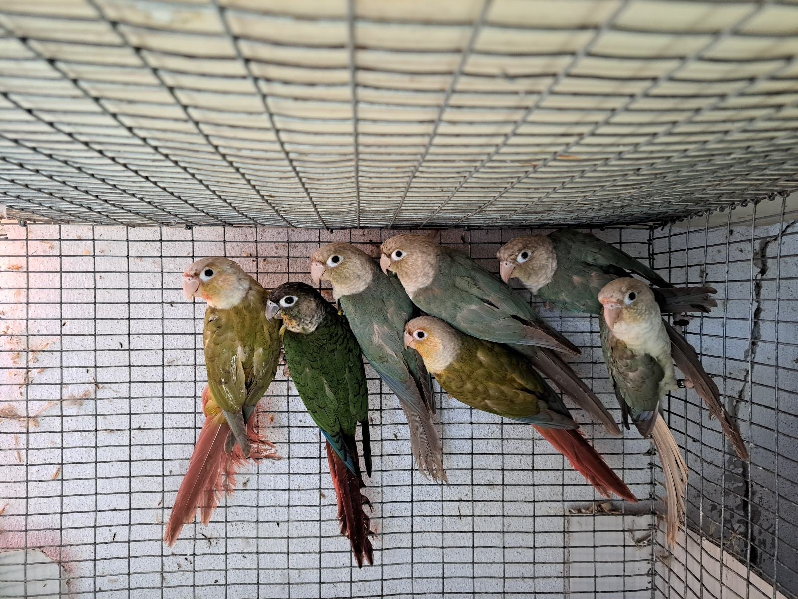 Mlade pyrrhure s DNK