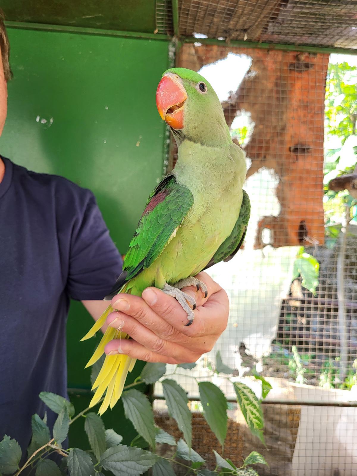 Mladi Veliki kraljevski Aleksandri