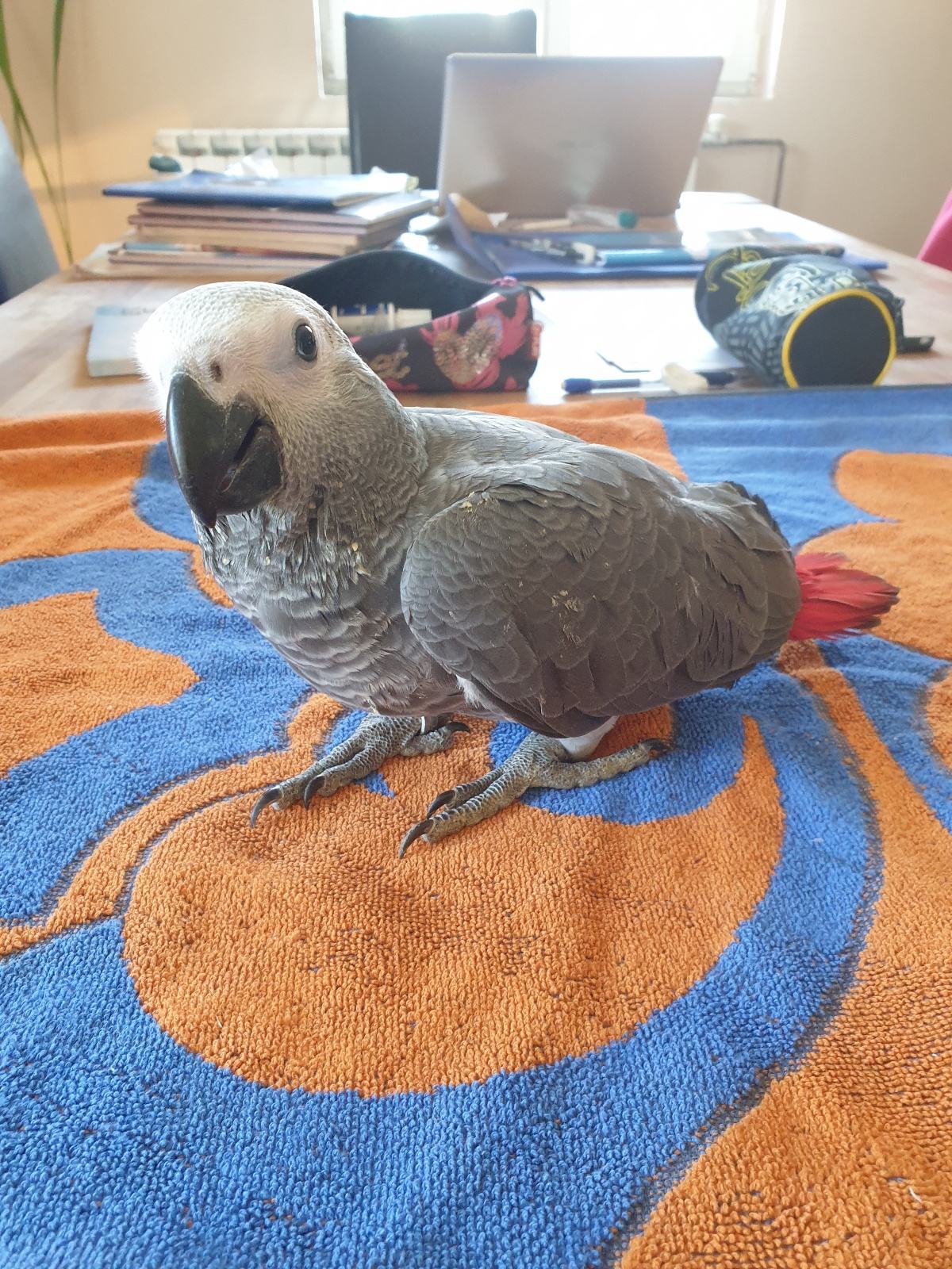 mladi zako rucno hranjene