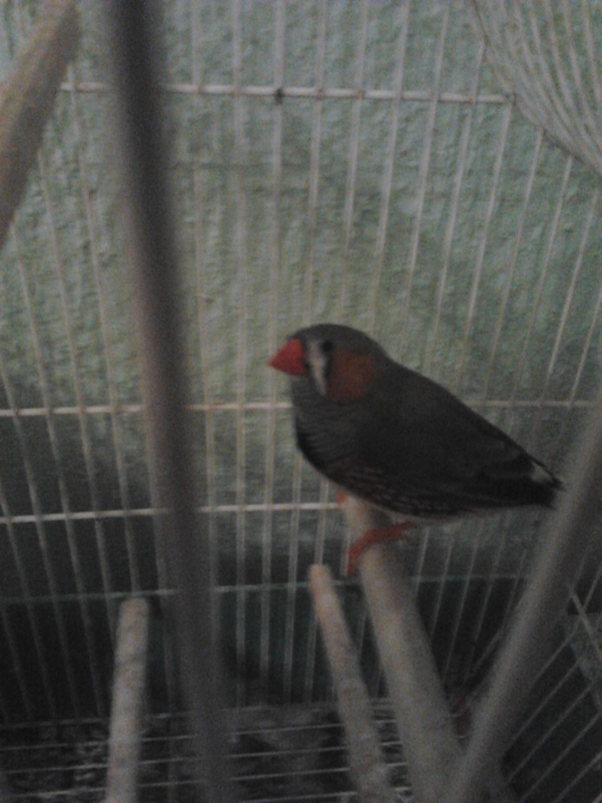 Mužjak australske zebe