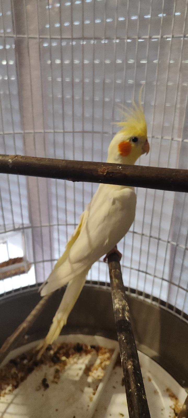 Nimfa zajedno s kavezom i stalkom