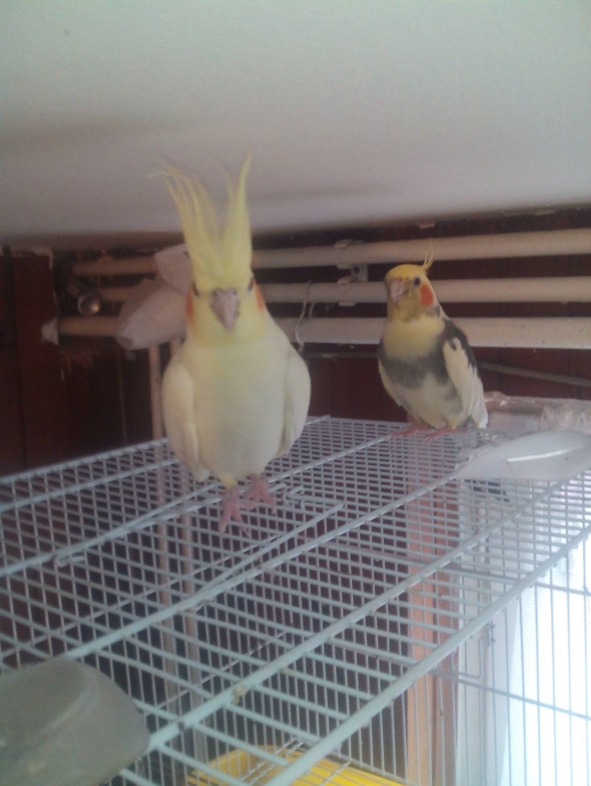 papige nimfe i tigrice