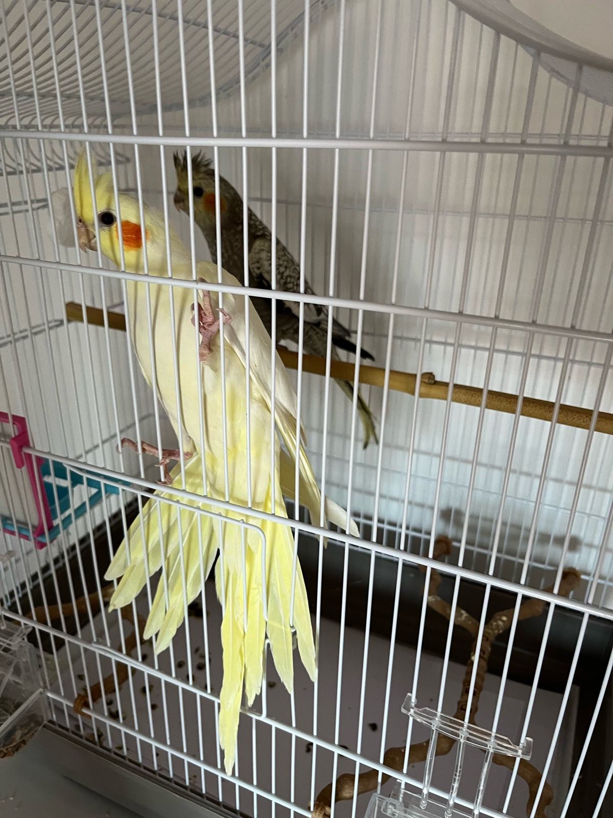 NIMFE - PAPIGE ( 2 mlade nimfe i kavez s dodatcima )