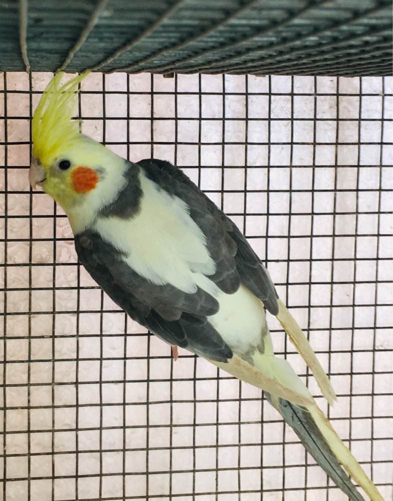 Nimfe